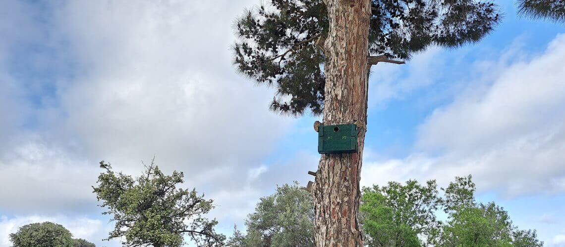 Placing nests for European rollers - Pandoteira